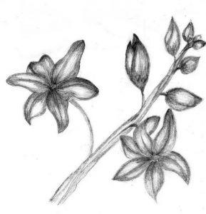 39+ Gambar Sketsa Bunga Indah, Sakura, Mawar, Melati, Matahari, Anggrek ...