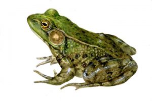 Metamorfosis Katak Sempurna Proses fase telur, Kecebong, Dewasa - IRIEQ ...