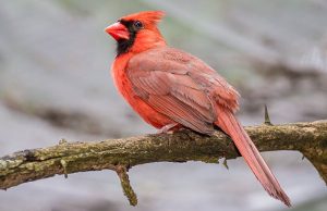 70 Gambar Burung dan jenisnya Dari Berbagai Negara dan Penjelasannya