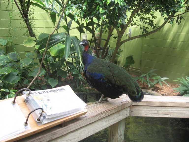 70 Gambar Burung dan jenisnya Dari Berbagai Negara dan Penjelasannya