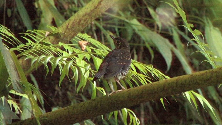 70 Gambar Burung dan jenisnya Dari Berbagai Negara dan Penjelasannya