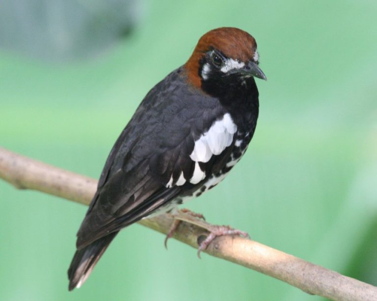 70 Gambar Burung dan jenisnya Dari Berbagai Negara dan Penjelasannya