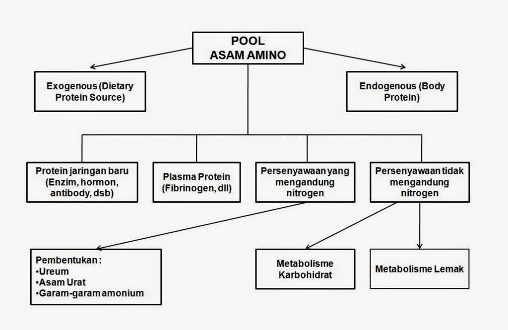 Pengertian Metabolisme Beserta Proses, Fungsi, Macam-Macam dan lain