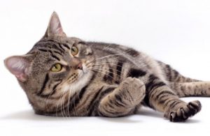 30 Jenis Kucing Dari Seluruh Dunia | Lucu, Comel dan Mengemaskan