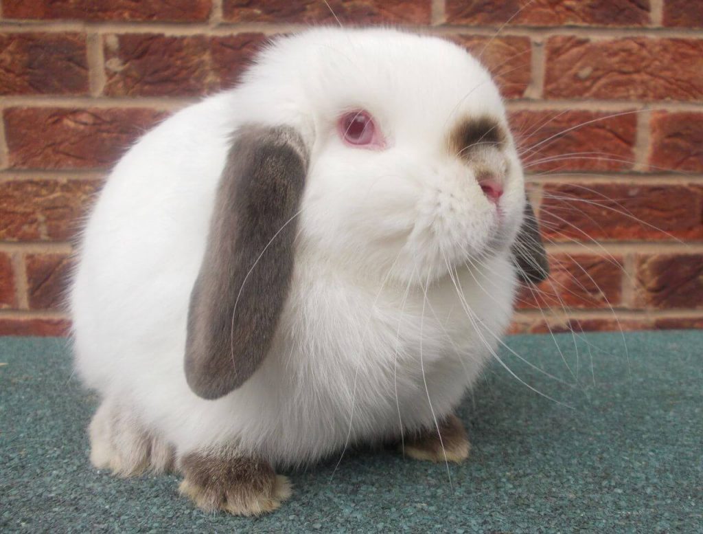 31 Jenis Kelinci yang Cantik, Imut dan Menggemaskan