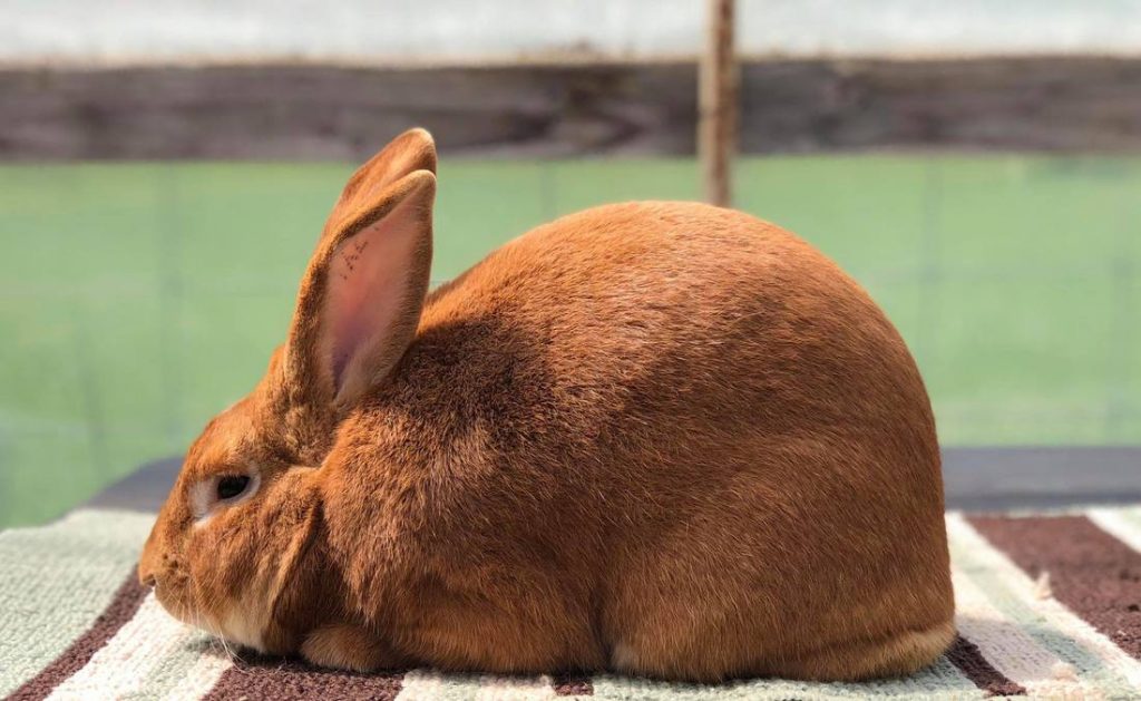 31 Jenis Kelinci yang Cantik, Imut dan Menggemaskan