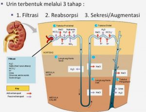 Proses Pembentukan Urine Pada Manusia beserta Penjelasannya - IRIEQ BLOG