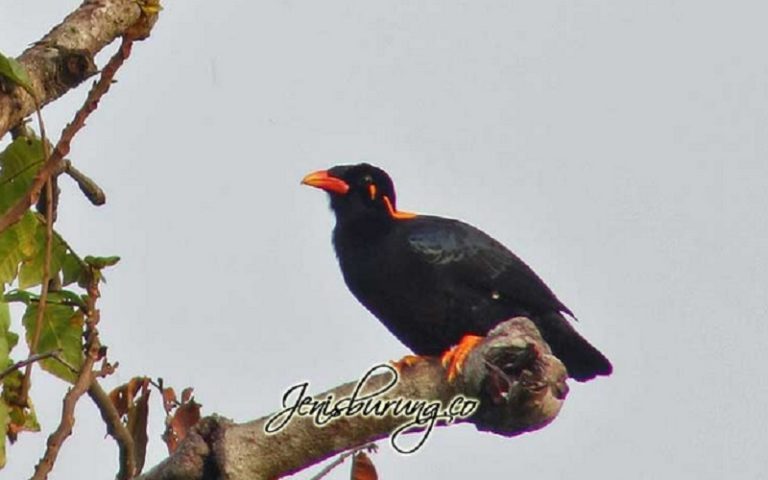 Mengenal Ciri, Jenis, dan Cara Perawatan Burung Beo Si Peniru Suara ...