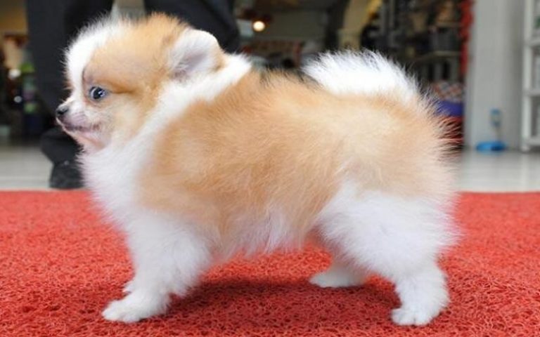 Ciri-Ciri, Jenis, dan Cara Merawat Anjing Mini Pom yang Benar ...