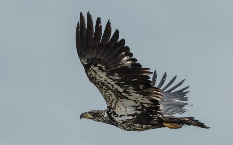 Mengenal Burung Elang, ciri - ciri, dan Jenis Burung Elang yang Ada