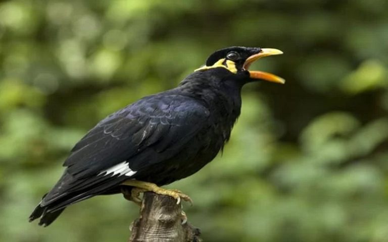 Mengenal Ciri, Jenis, dan Cara Perawatan Burung Beo Si Peniru Suara ...