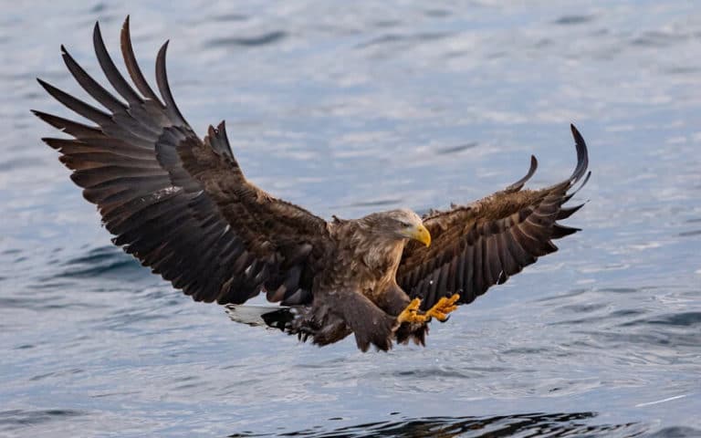Mengenal Burung Elang, ciri - ciri, dan Jenis Burung Elang yang Ada