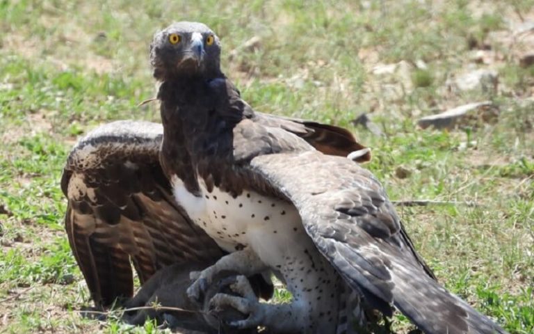 Mengenal Burung Elang, ciri - ciri, dan Jenis Burung Elang yang Ada