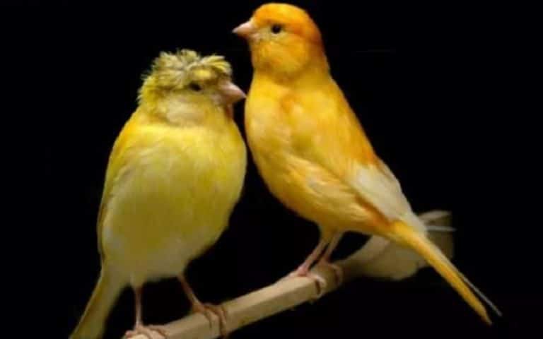 8 Hal Tentang Burung Kenari yang Mengejutkan - TheMoonDoggies