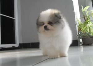 Ciri-Ciri, Jenis, dan Cara Merawat Anjing Mini Pom yang Benar ...