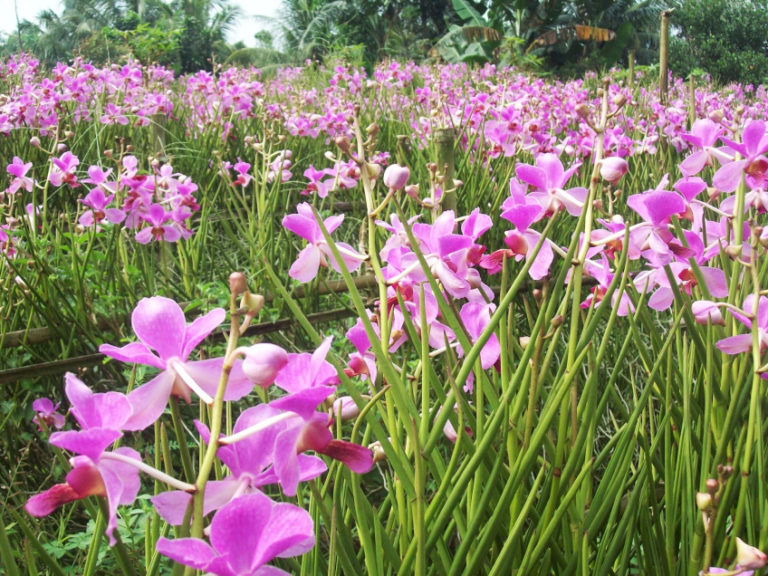 Cara Menanam Anggrek: Jenis-Jenis, Gambar dan Penjelasannya