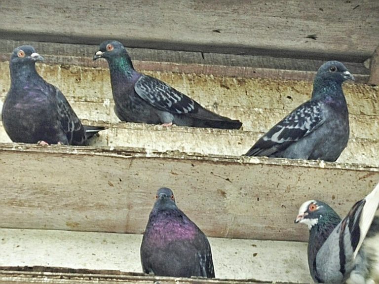 Burung Dara: Ciri-Ciri, Jenis, Keunikan dan Cara Merawatnya