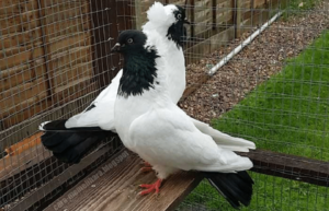 Burung Dara: Ciri-Ciri, Jenis, Keunikan dan Cara Merawatnya